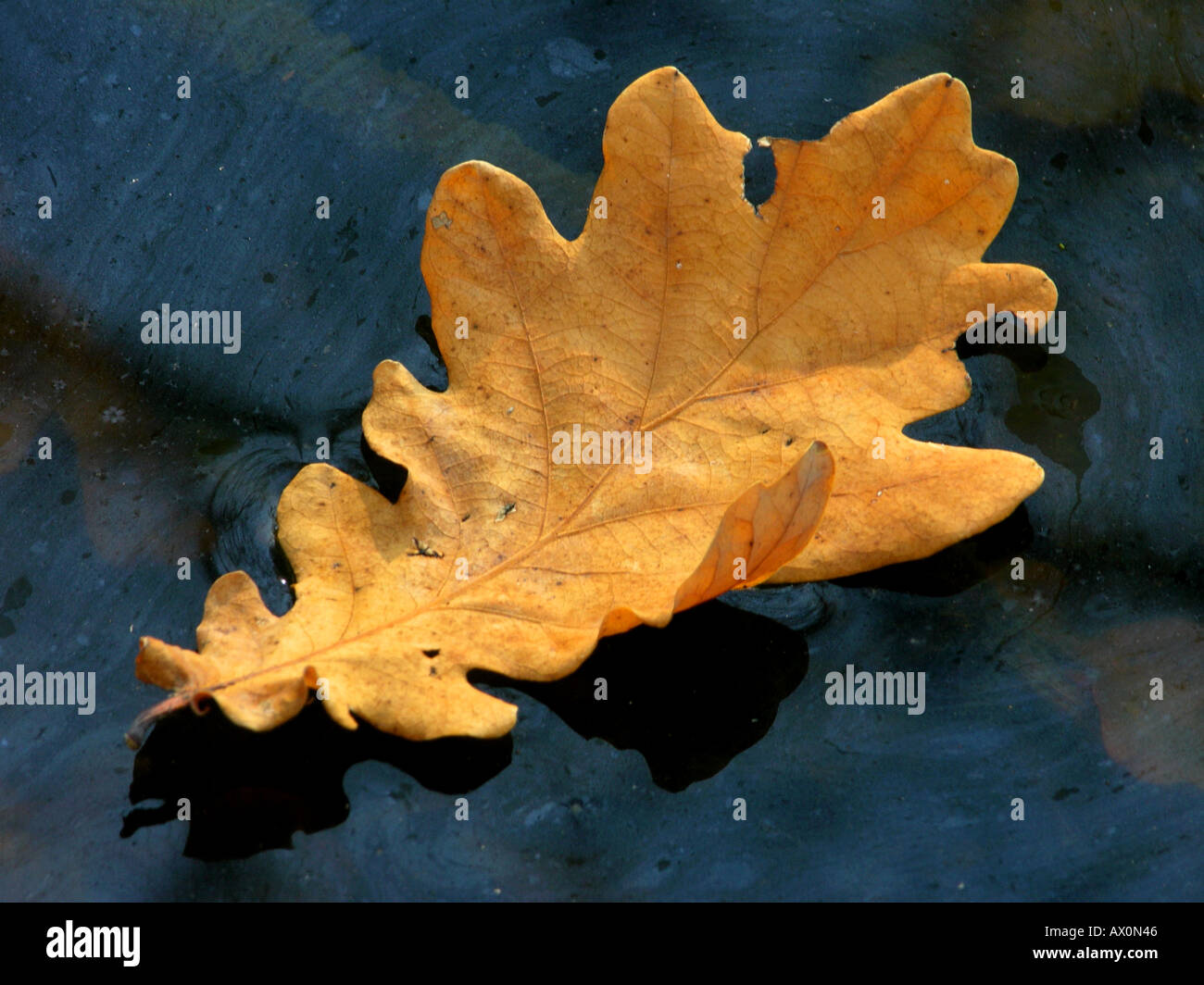 Fallen oak leaf floating on water Quercus robur Stock Photo - Alamy