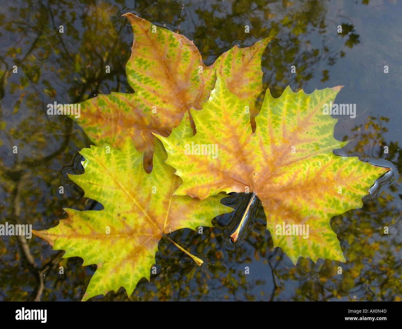 Three fallen plane tree leaves floating on the water Platanus ...