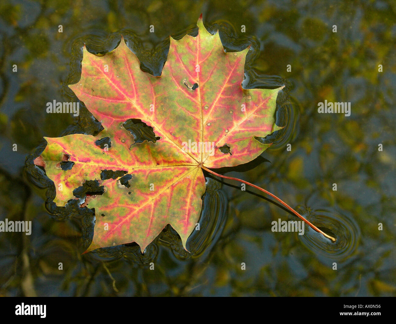 Fallen maple tree leaf floating on the water Stock Photo - Alamy
