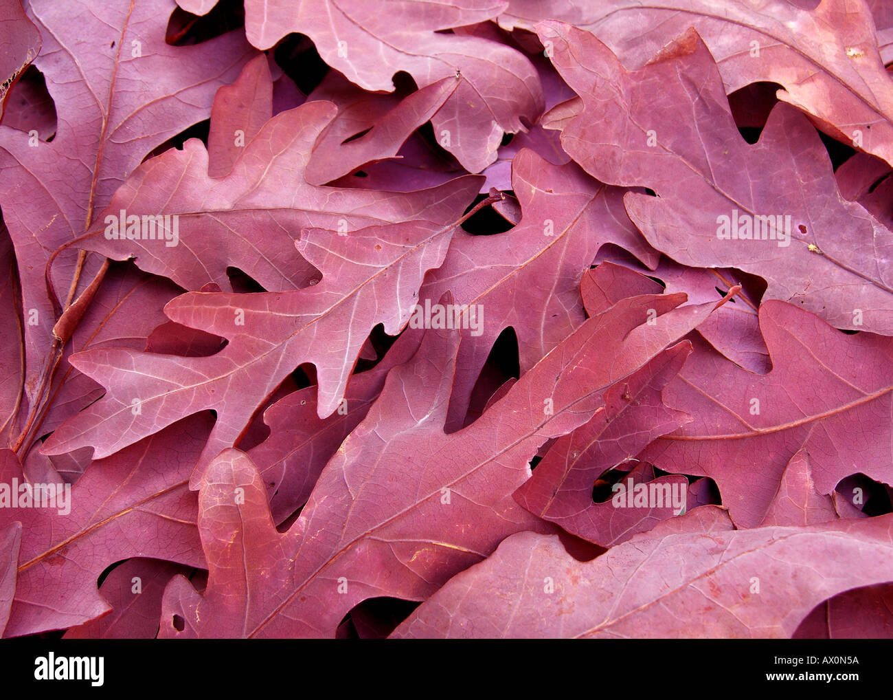 White oak leaves quercus alba hi-res stock photography and images - Alamy