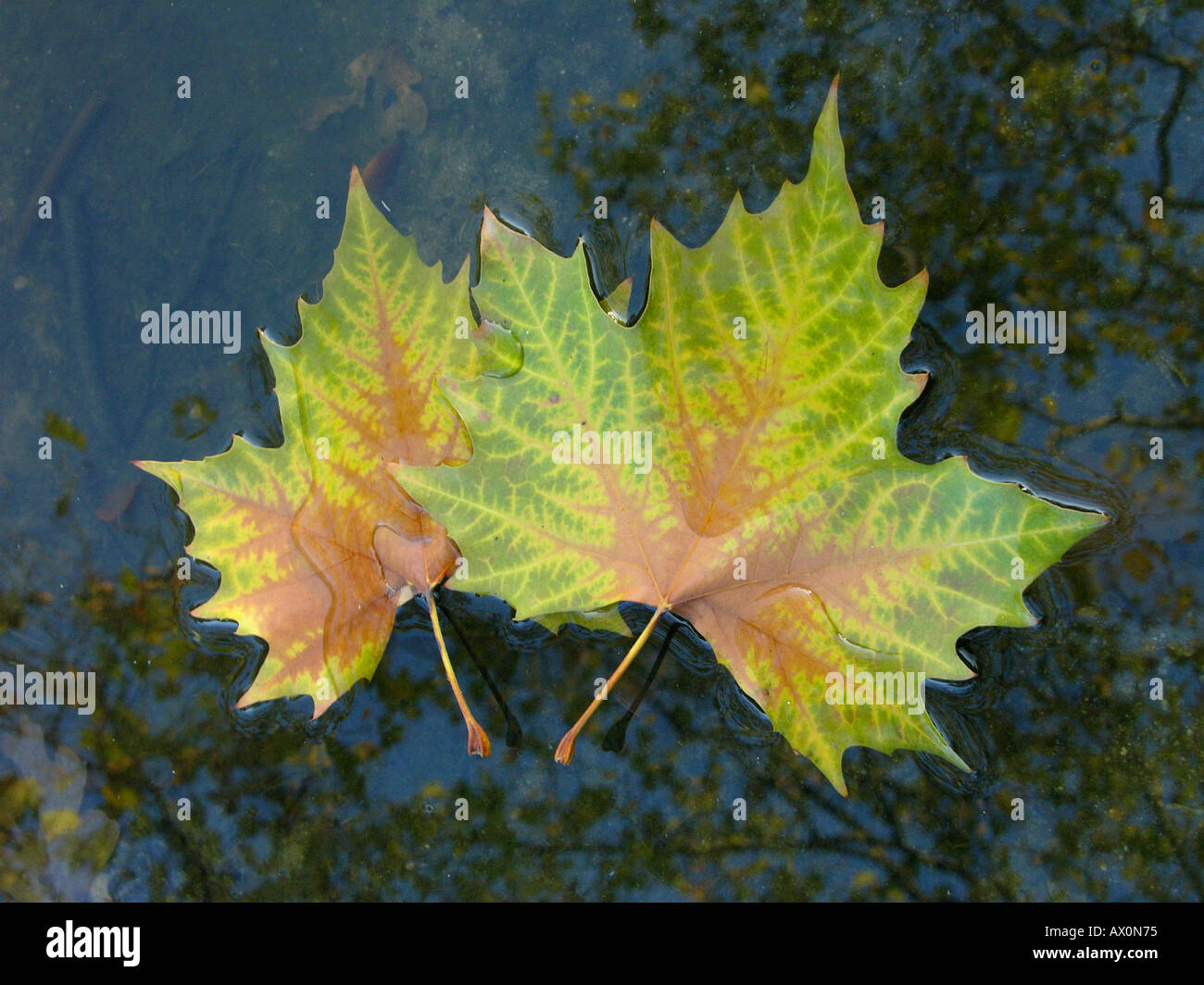 Two fallen plane tree leaves floating on the water Platanus acerifolia ...