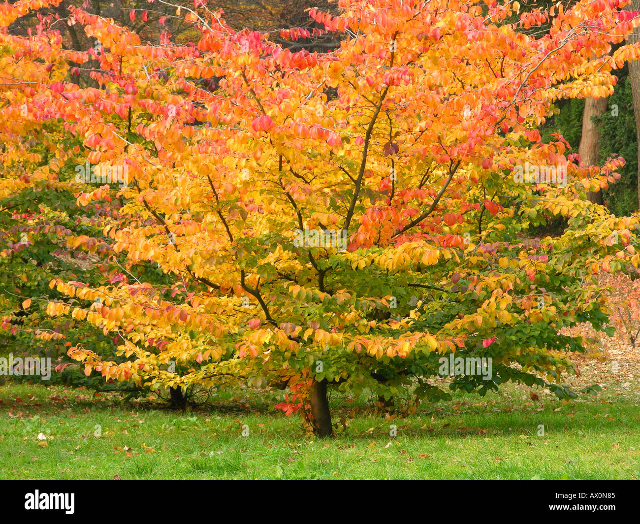 Beech Tree Sapling High Resolution Stock Photography and Images - Alamy