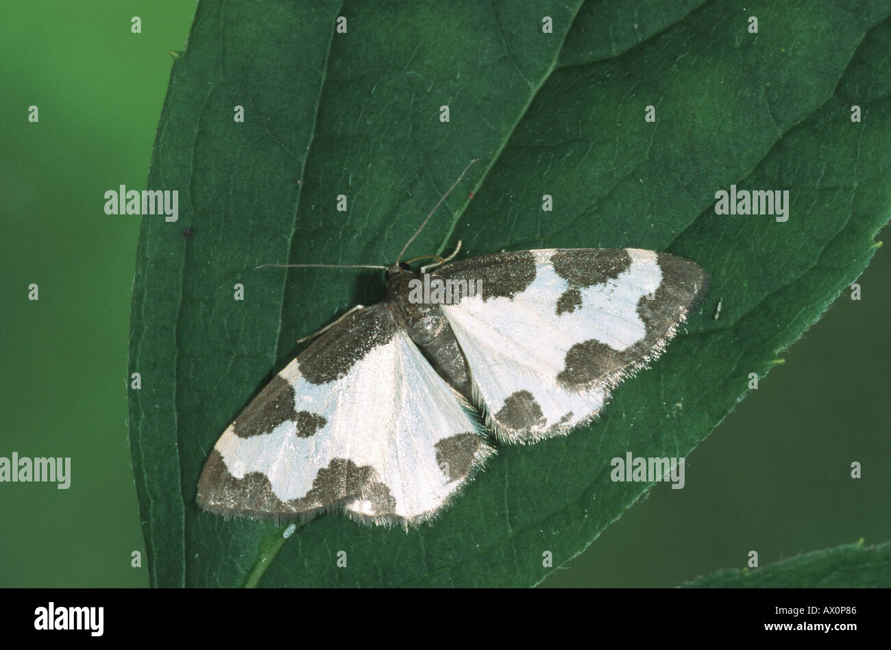 clouded border moth (Lomaspilis marginata), sitting on a leaf, Germany ...