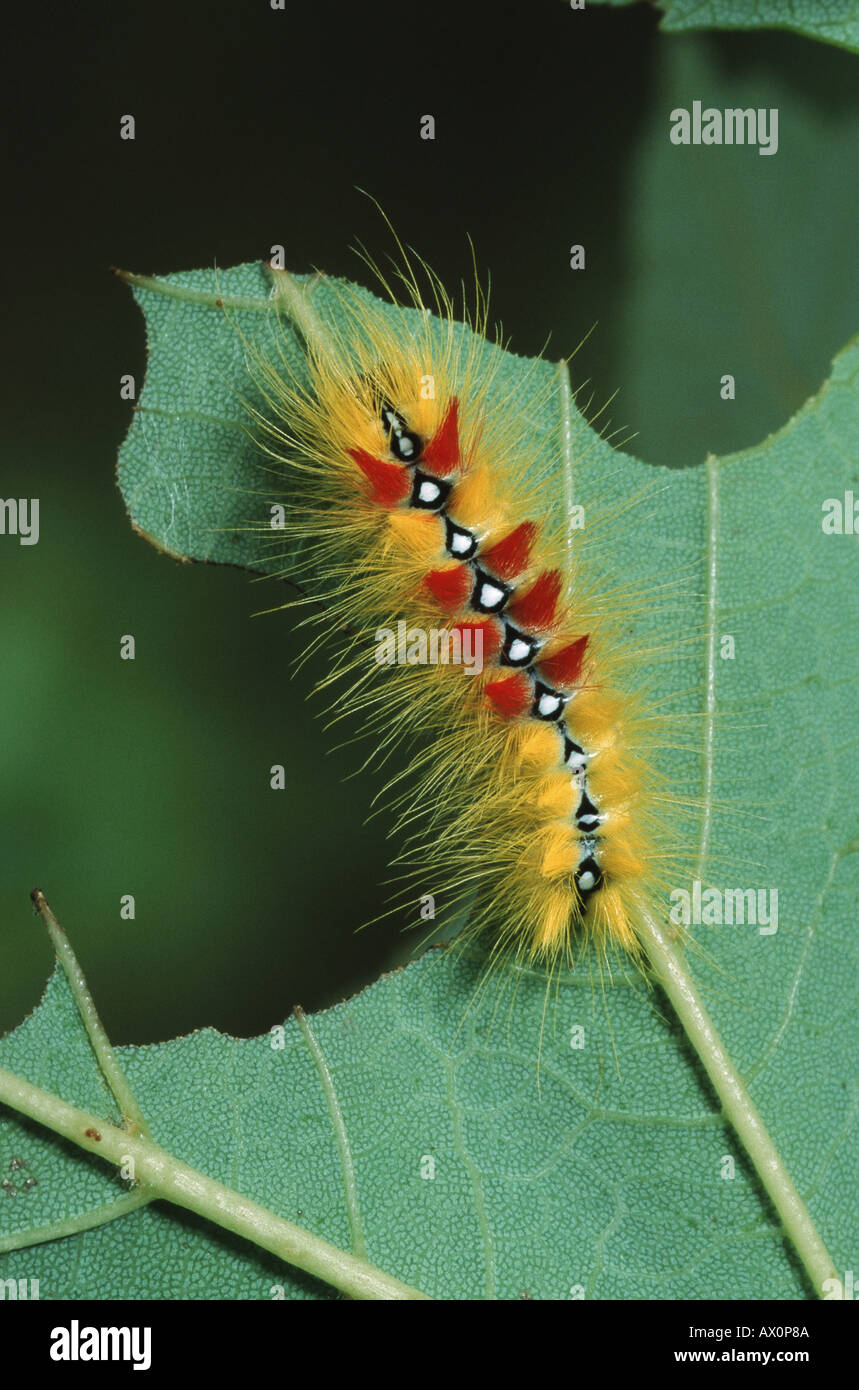 Sycamore caterpillar hi-res stock photography and images - Alamy