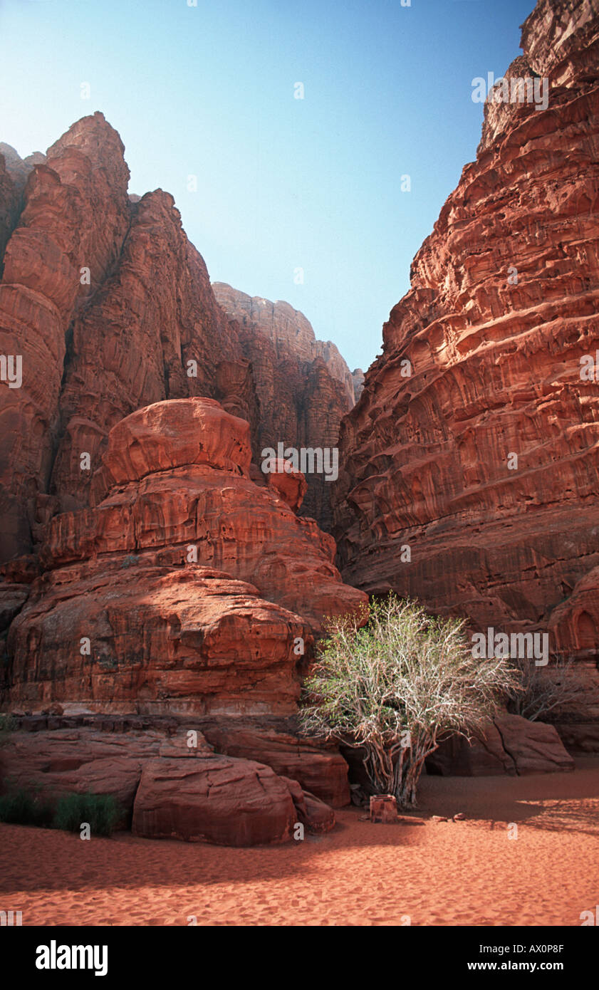 Tree at the base of Khazali Mountain where there are ancient ...