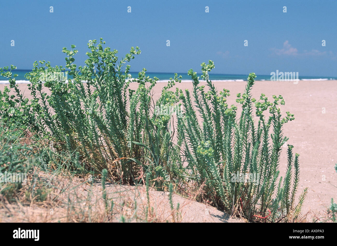 Sea spurge euphorbia paralias hi-res stock photography and images - Alamy
