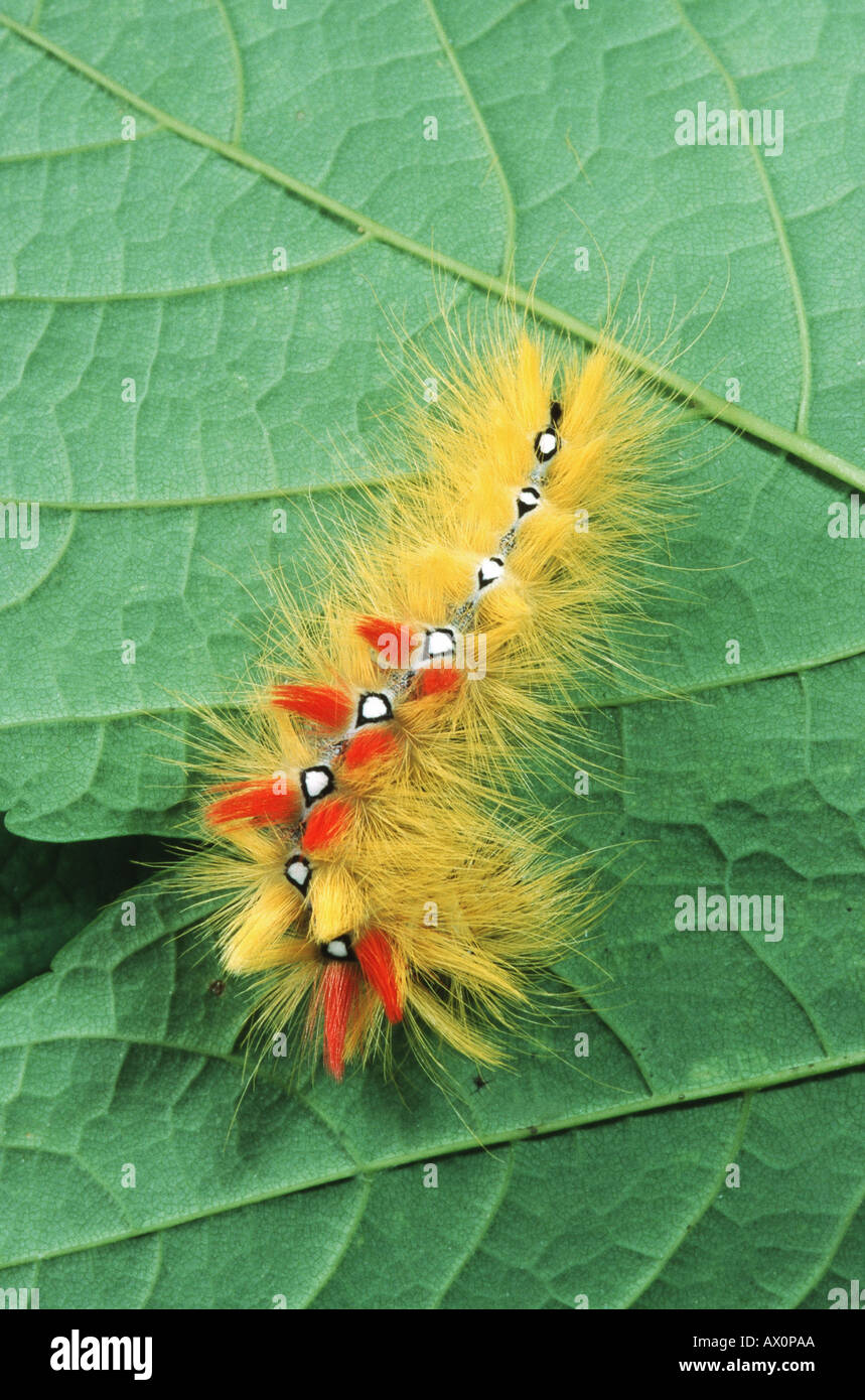 sycamore moth (Acronicta aceris), on leaf, Germany Stock Photo - Alamy