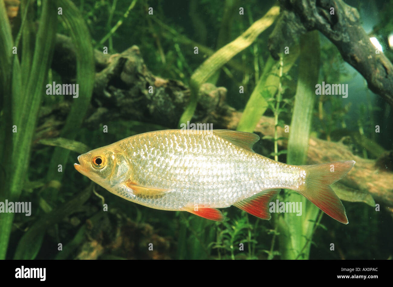 Scardinius erythrophthalmus fish hi-res stock photography and images ...