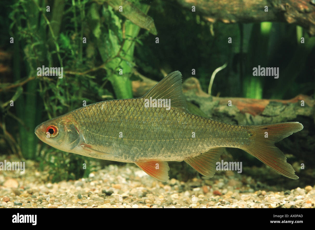 Rutilus roach hi-res stock photography and images - Alamy