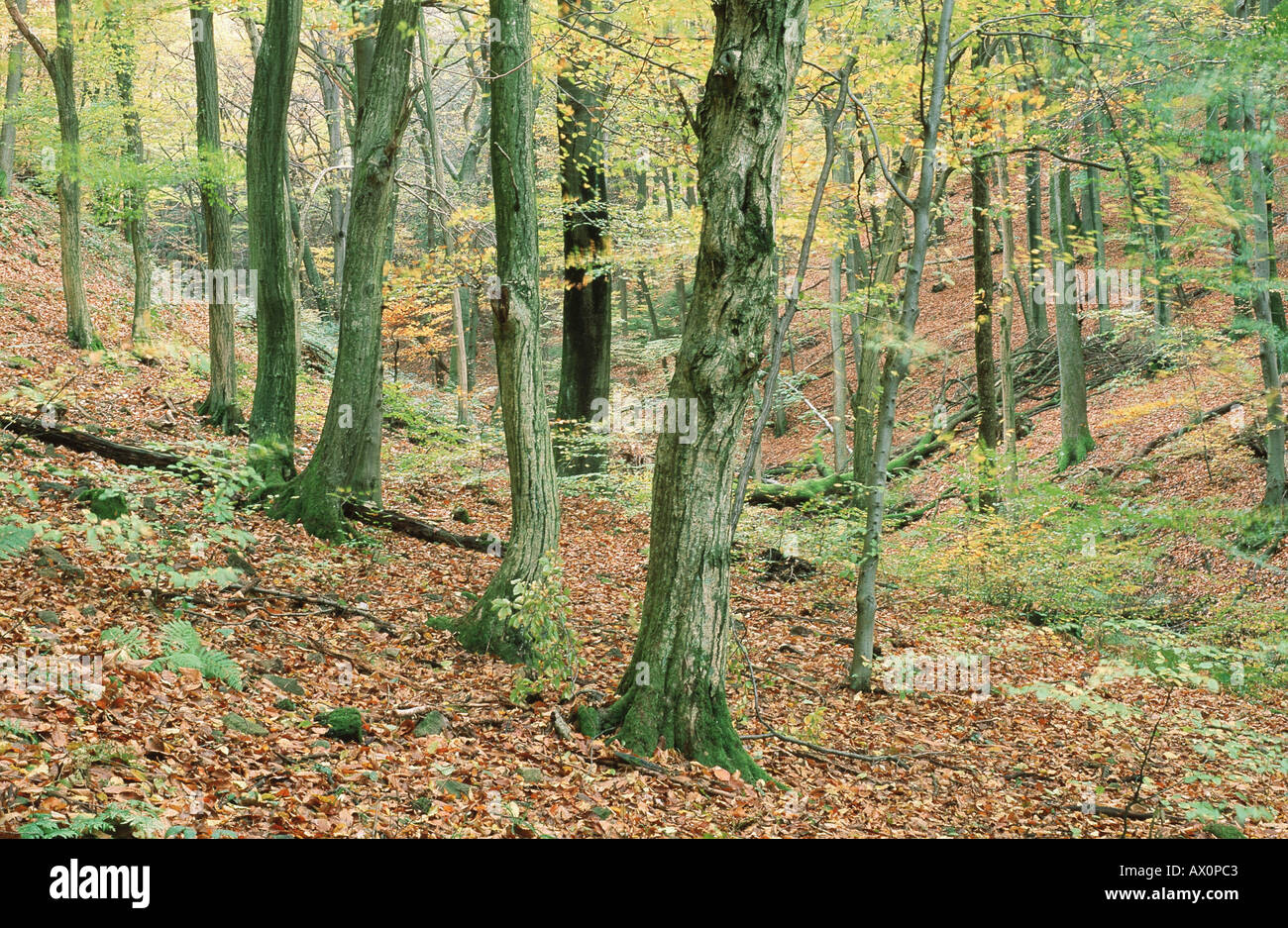 Odenwald o broders plant hi-res stock photography and images - Alamy