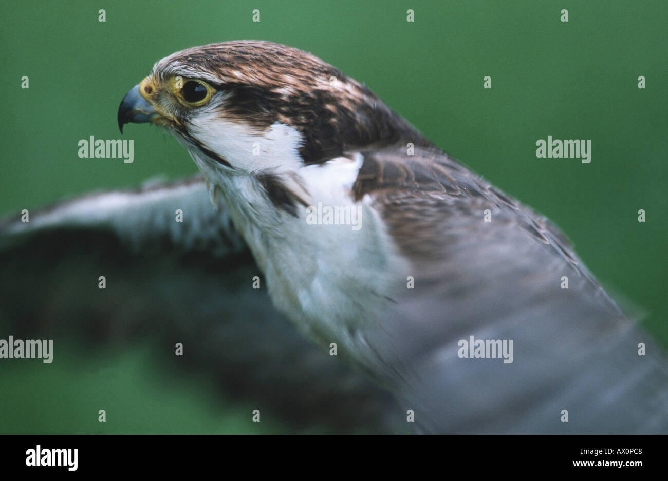 western red-footed falcon (Falco vespertinus), lateral portrait ...