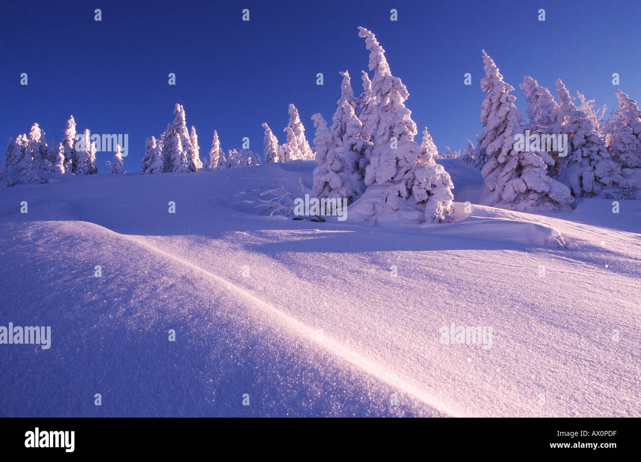 snow covered spruce trees, Germany, Bavaria Stock Photo - Alamy