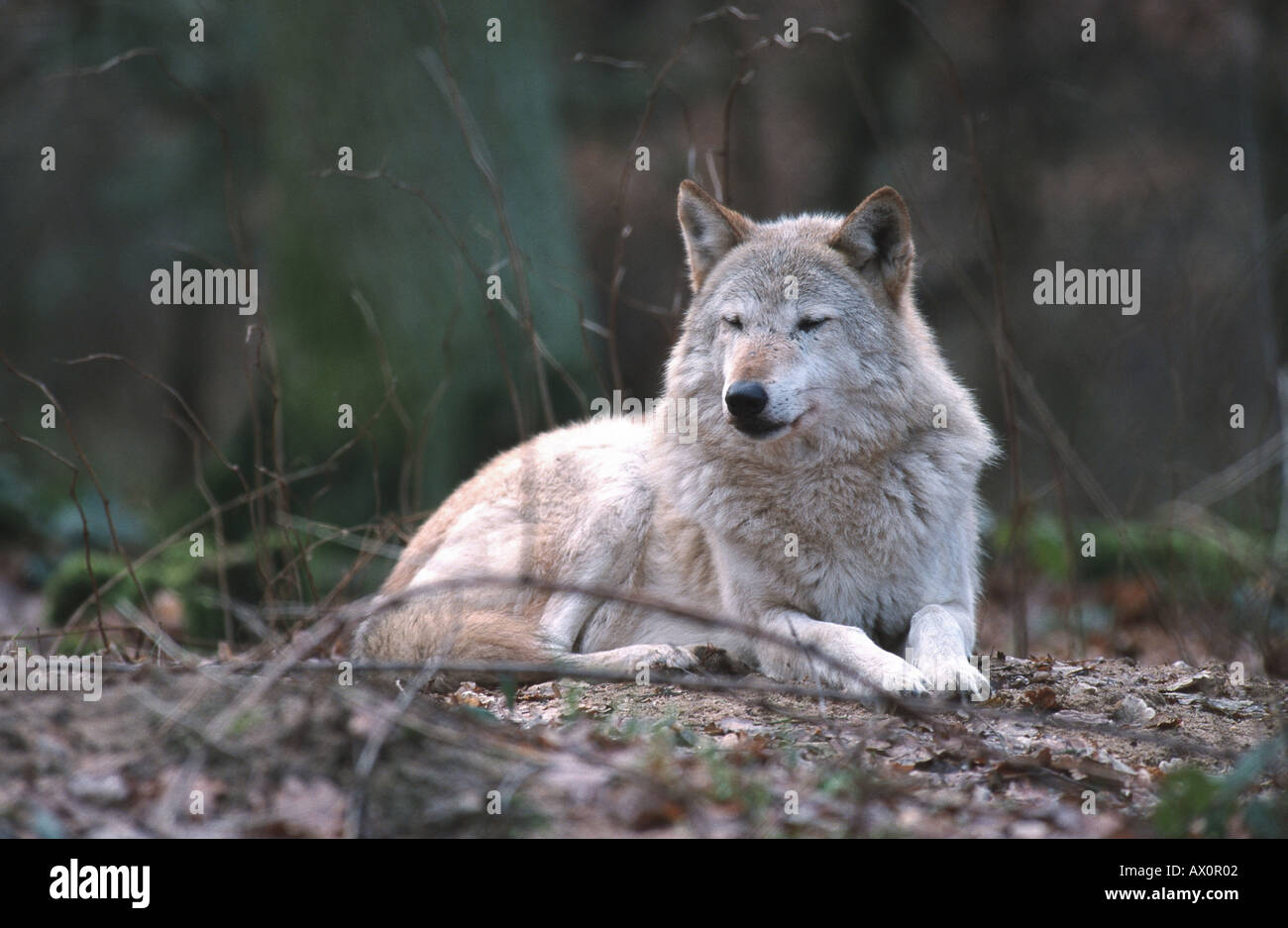 Single wolf hi-res stock photography and images - Alamy