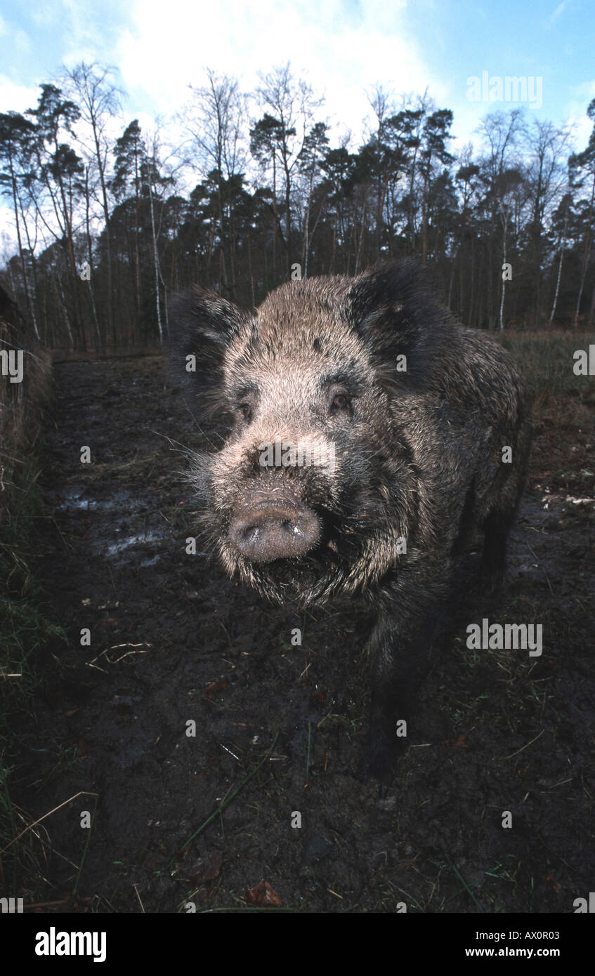 wild boar, pig (Sus scrofa), adult animal, Germany, Hesse Stock Photo ...