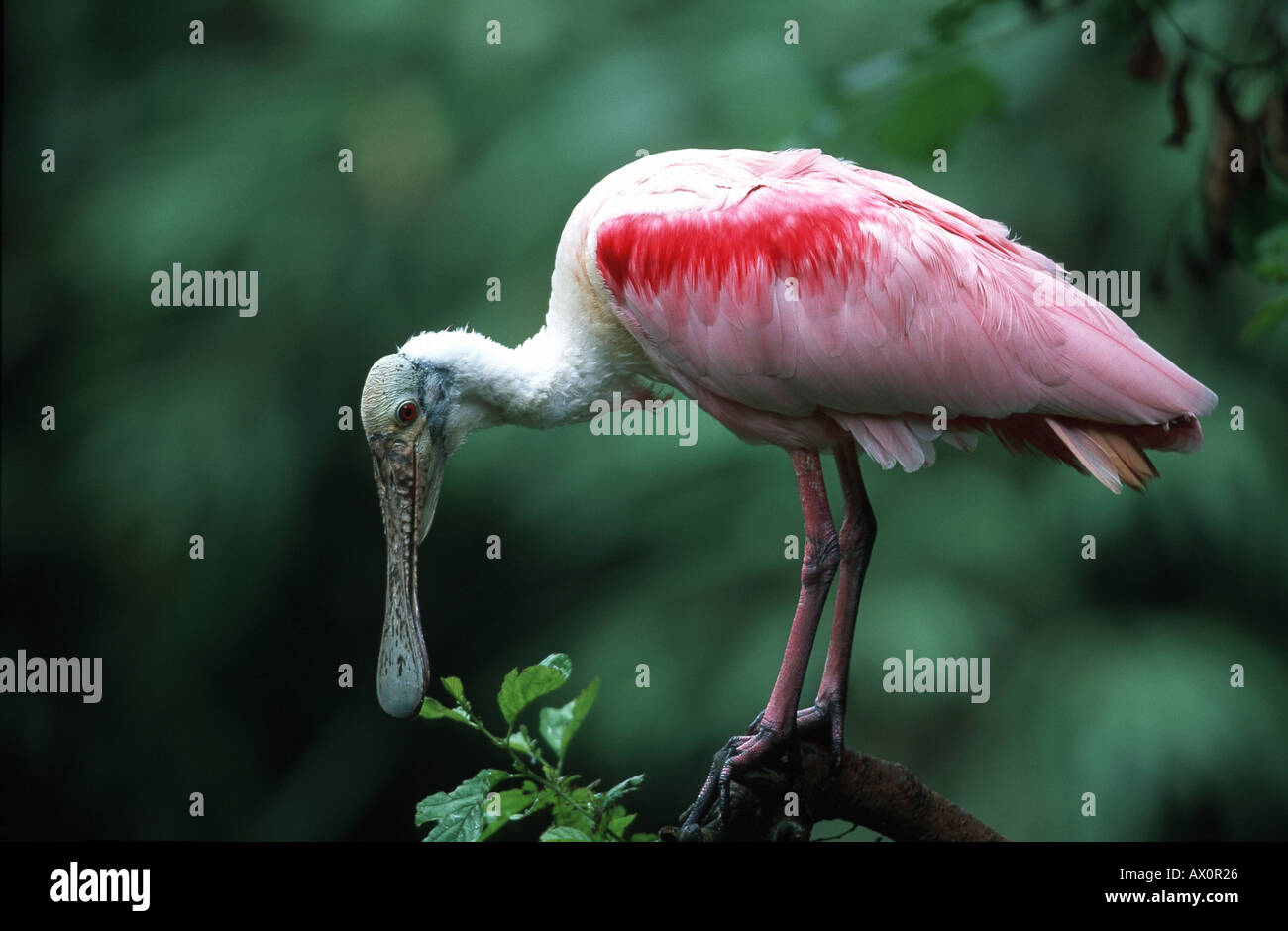 roseate spoonbill (Ajaia ajaia), standing on a branch Stock Photo - Alamy