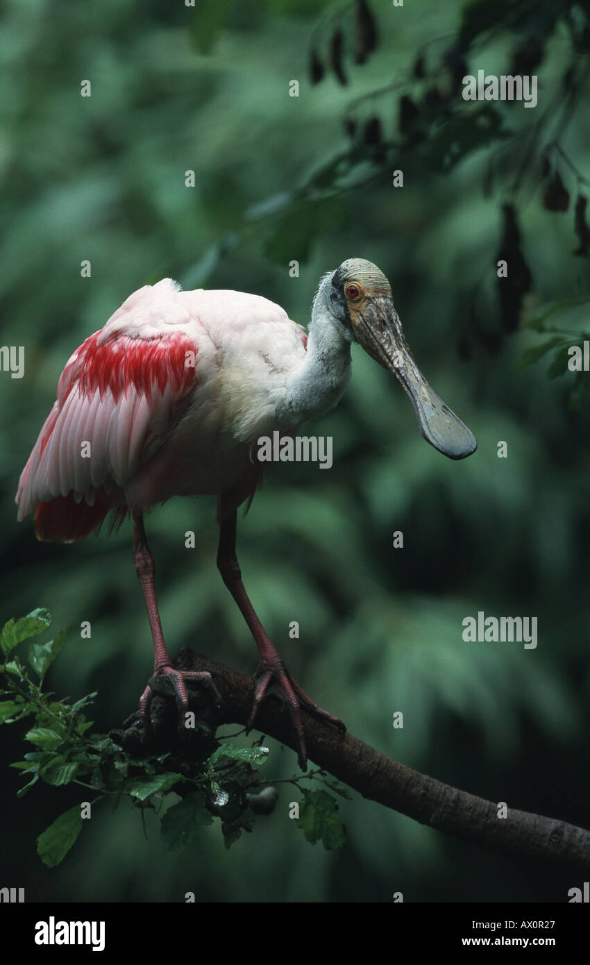 roseate spoonbill (Ajaia ajaia), sitting on a branch Stock Photo - Alamy