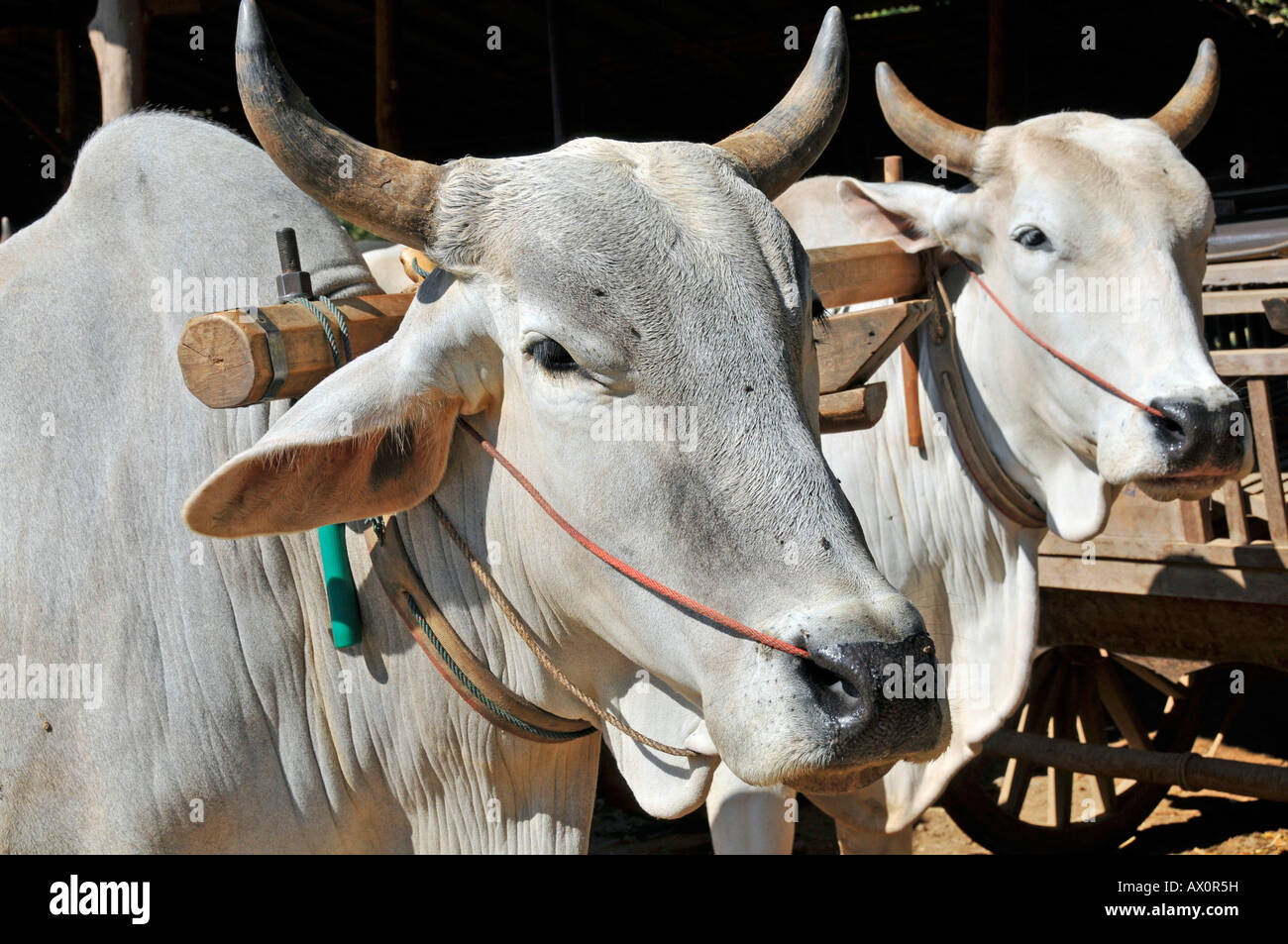 Oxen teams hi-res stock photography and images - Alamy