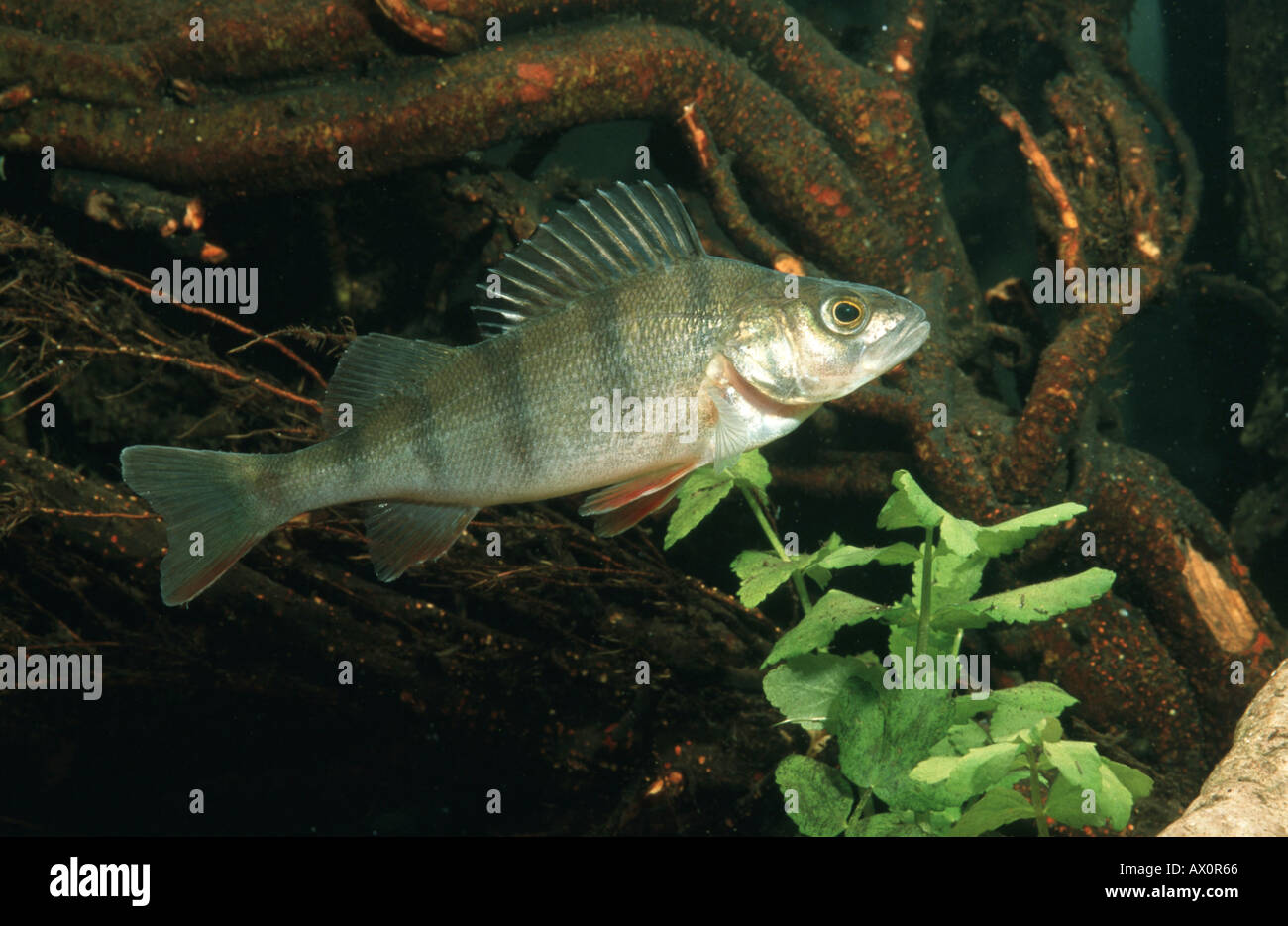 European perch, redfin perch (Perca fluvialitis Stock Photo - Alamy