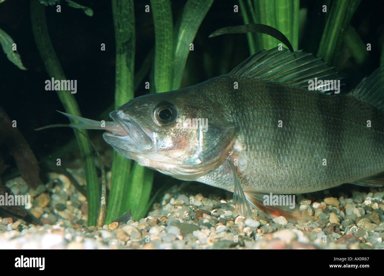 perch, European perch, redfin perch (Perca fluviatilis), feeding caught ...