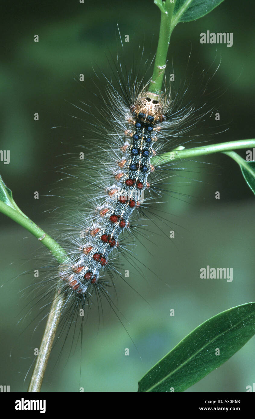 gipsy moth (Lymantria dispar), caterpillar Stock Photo - Alamy