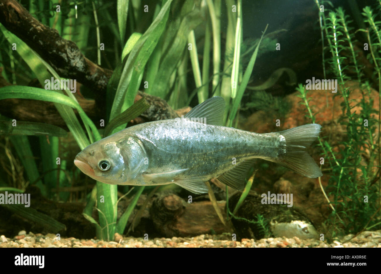 silver carp, tolstol (Hypophthalmichthys molitrix Stock Photo - Alamy
