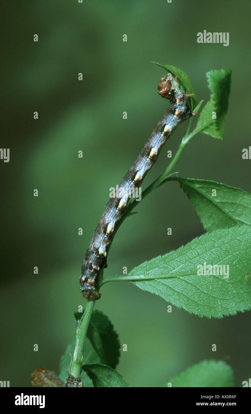 Mottled umber moths hi-res stock photography and images - Alamy