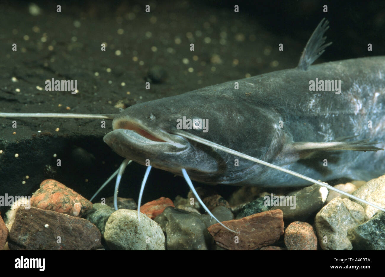 European catfish, wels, sheatfish, wels catfish (Silurus glanis ...