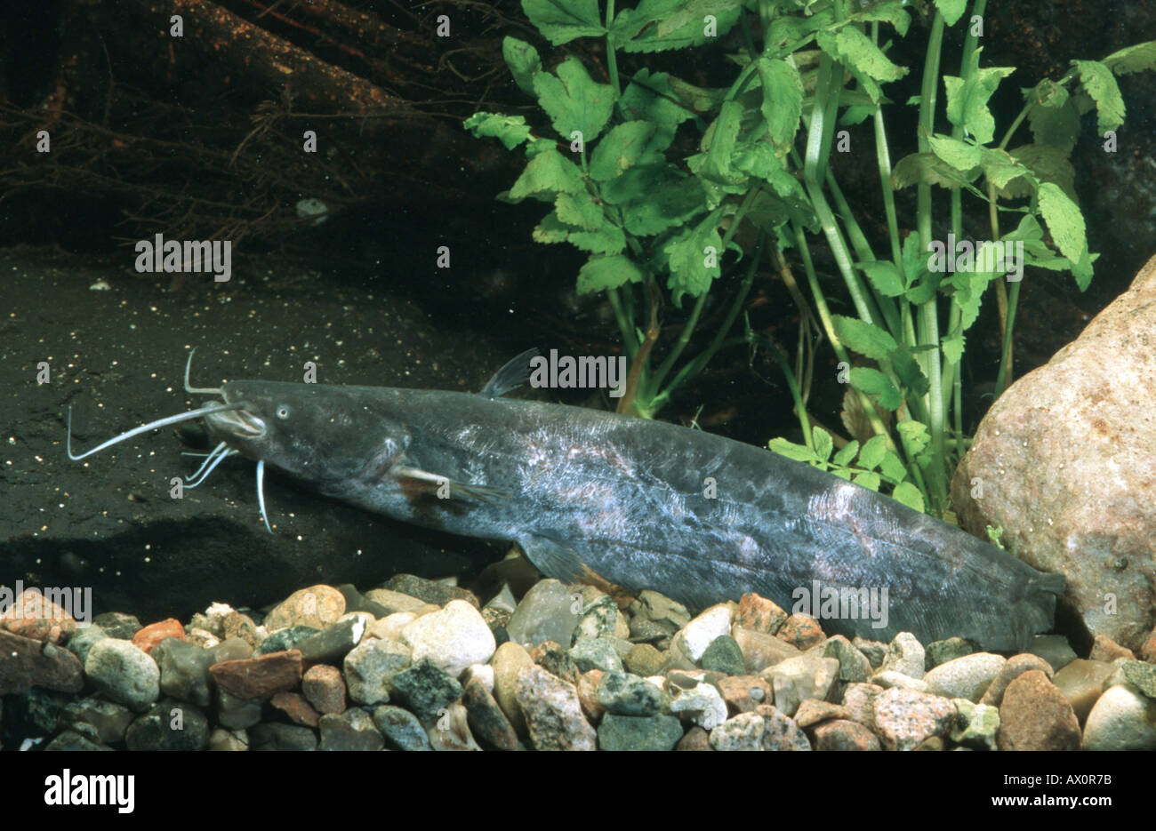 European catfish, wels, sheatfish, wels catfish (Silurus glanis Stock ...