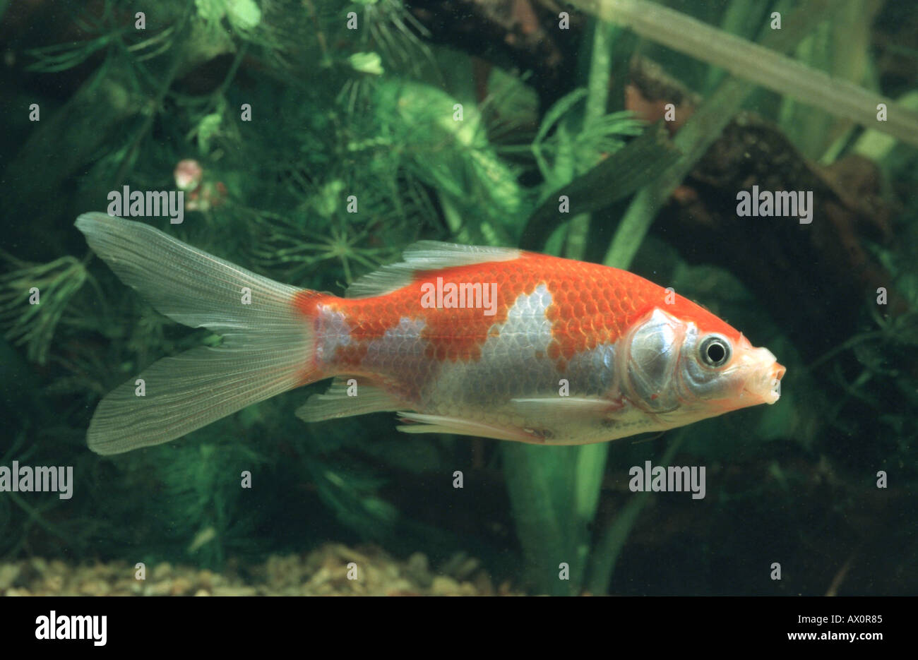 goldfish, common carp (Carassius auratus), Comet breeding form Stock ...