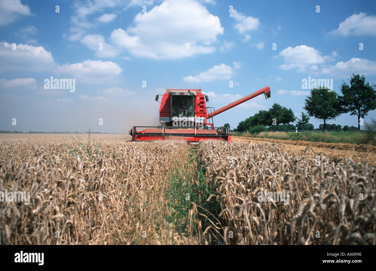 combine harvester in grain field, Germany Stock Photo - Alamy