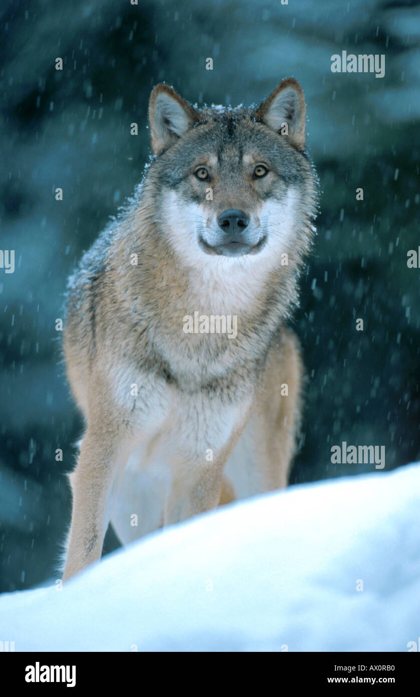 European gray wolf (Canis lupus lupus), in snow, Germany, Bavaria ...
