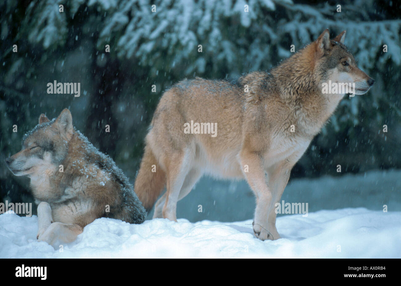 European gray wolf (Canis lupus lupus), two individuals in snow ...