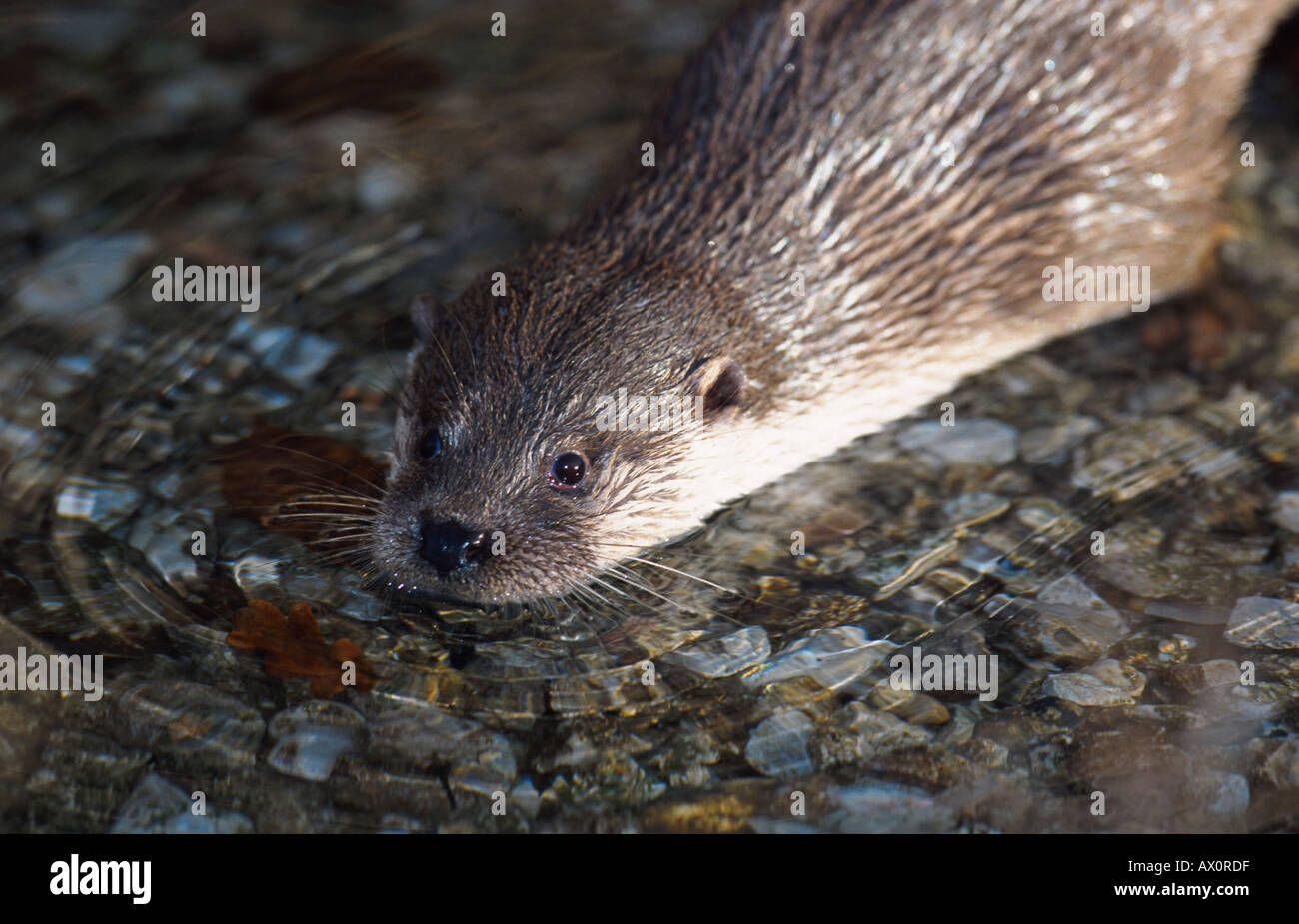 European river otter, European Otter, Eurasian Otter (Lutra lutra ...