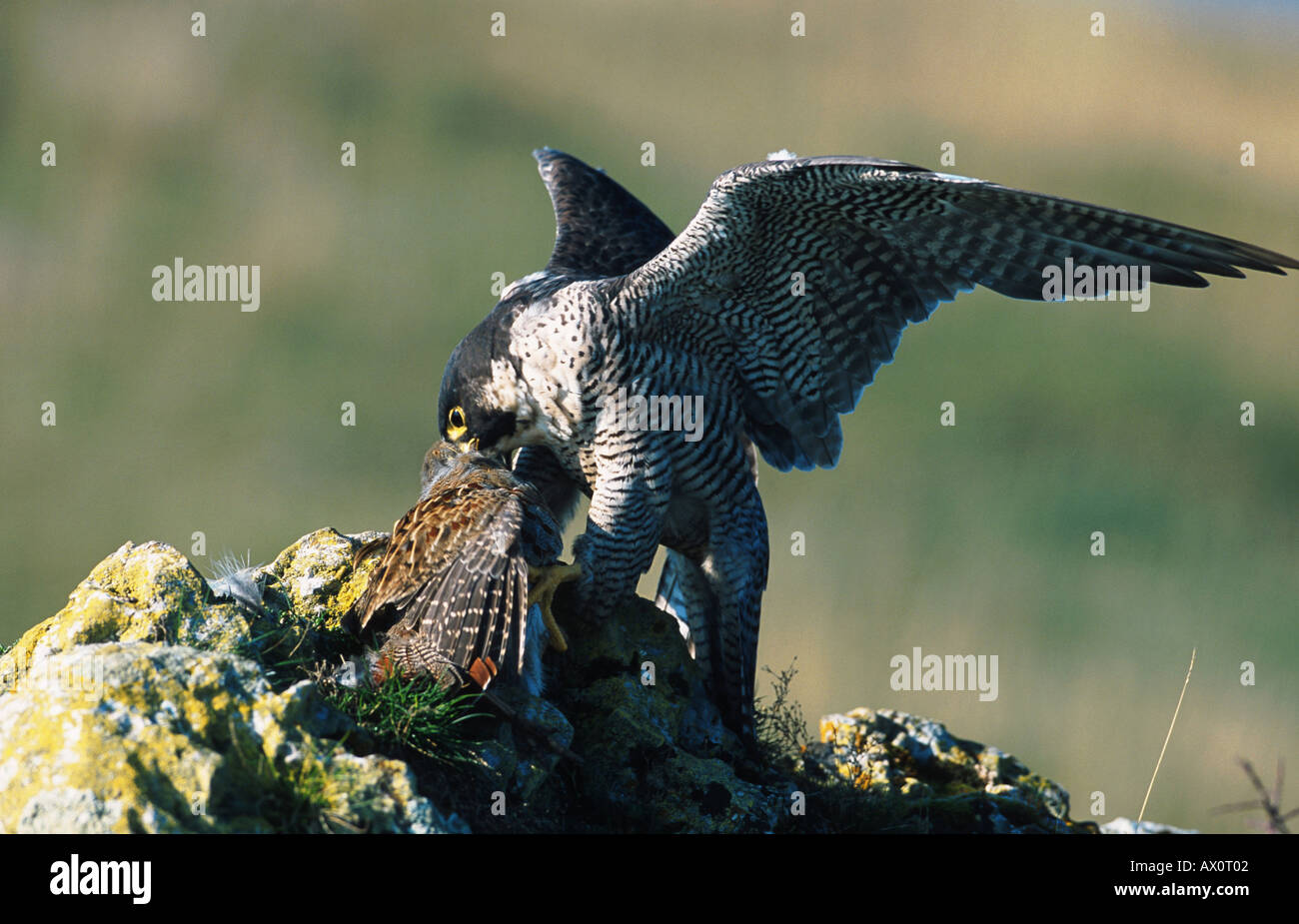 Peregrine falcon catching prey hi-res stock photography and images - Alamy