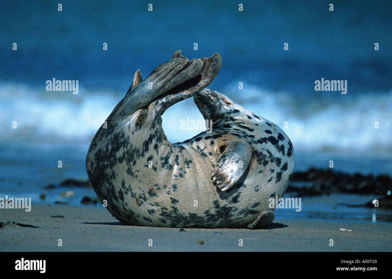gray seal (Halichoerus grypus), playing, Germany Stock Photo - Alamy