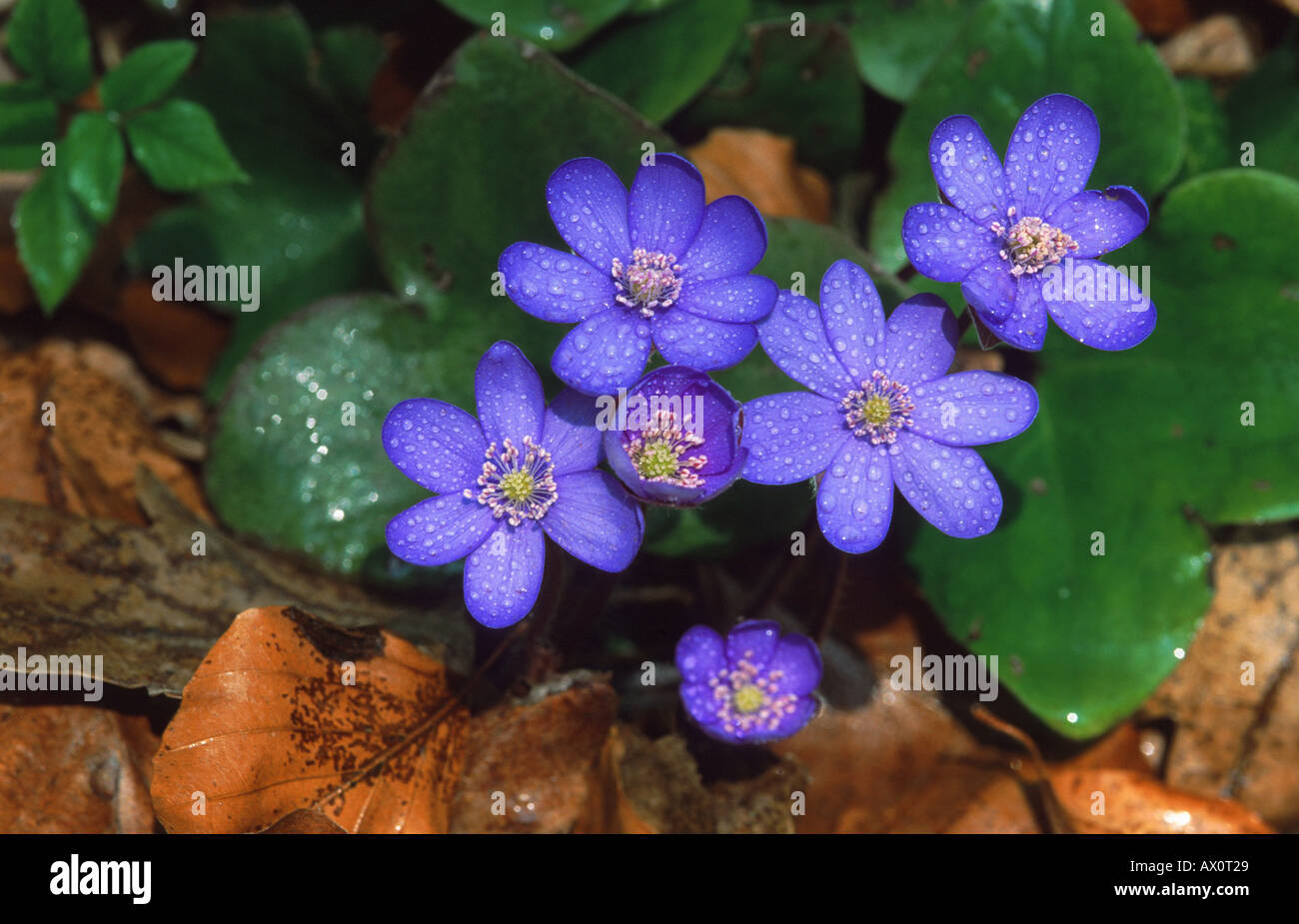 hepatica liverleaf, American liverwort (Hepatica nobilis), with ...