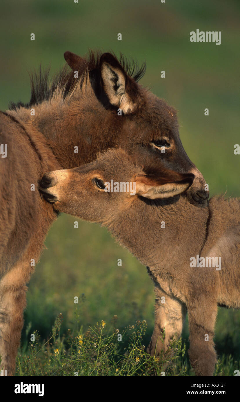 domestic donkey (Equus asinus f. asinus), foals, mutual grooming ...