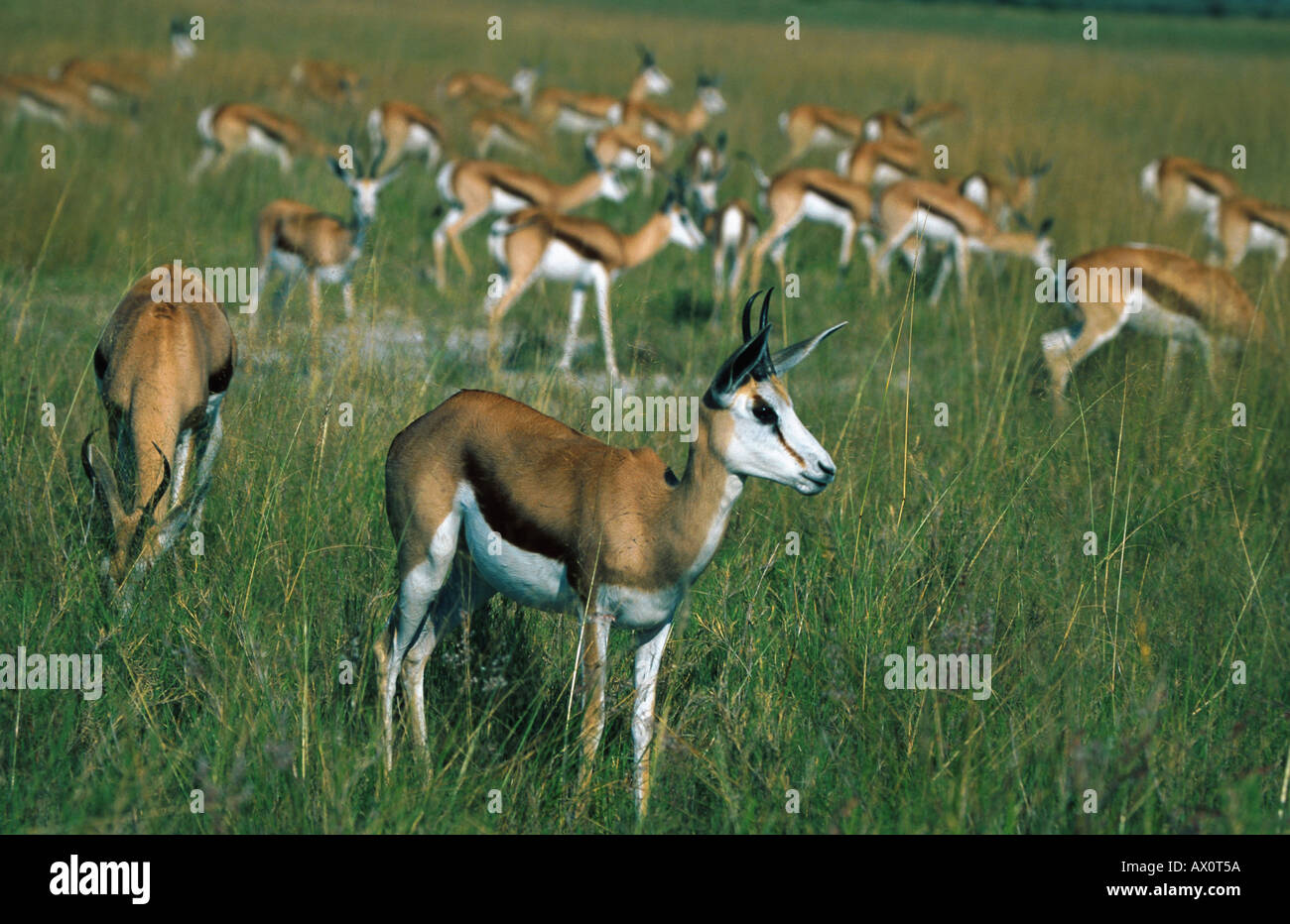 springbuck, springbok (Antidorcas marsupialis), browsing herd, Namibia ...