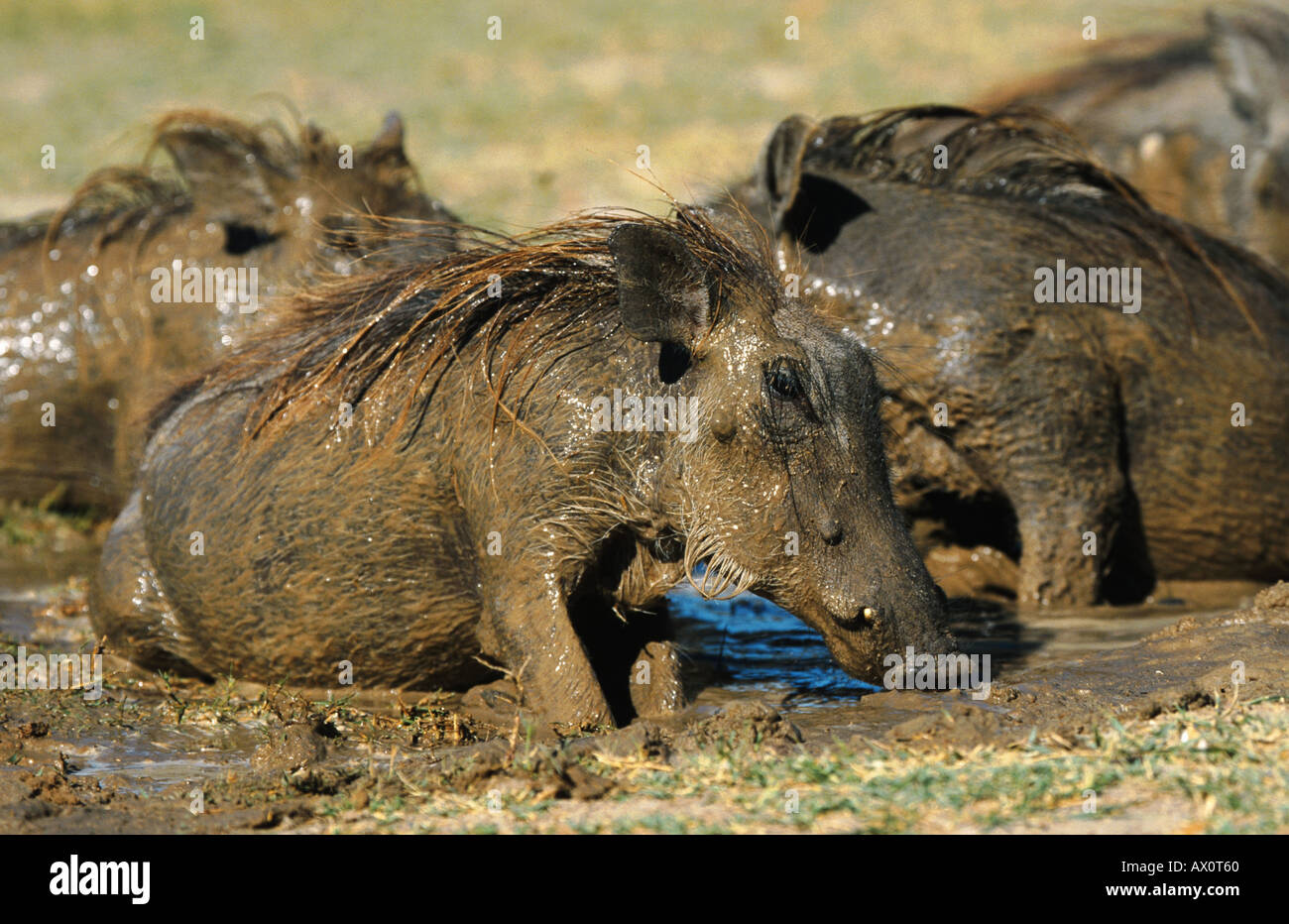 Cape warthog taking mud bath hi-res stock photography and images - Alamy