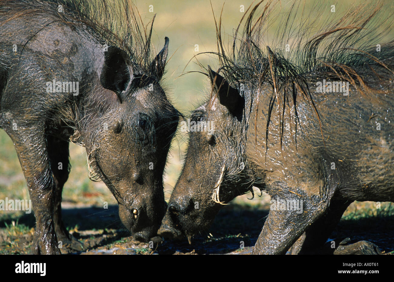 Cape warthog, Somali warthog, desert warthog (Phacochoerus aethiopicus ...