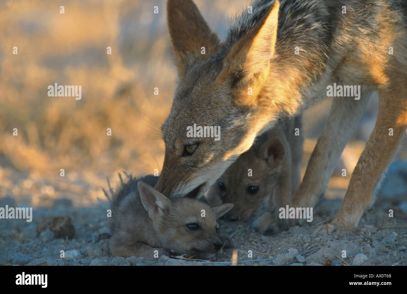 black-backed jackal (Canis mesomelas), mother grooming whelps, Namibia ...