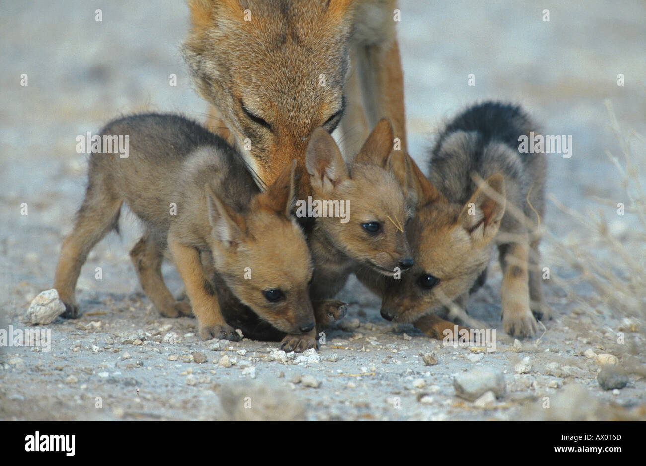 Cute black backed jackal puppy hi-res stock photography and images - Alamy