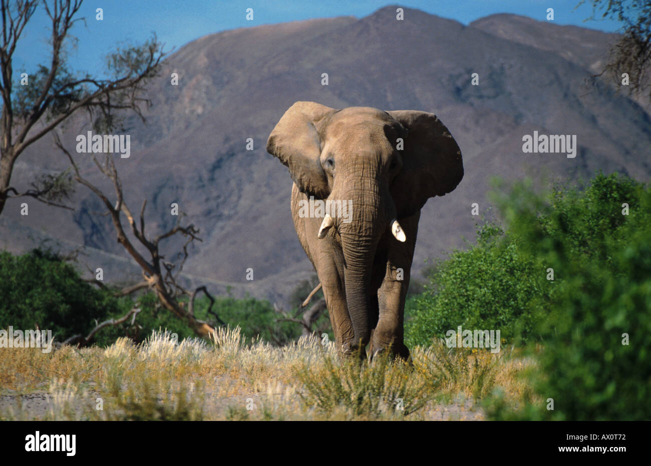 Terrestrial ani hi-res stock photography and images - Alamy