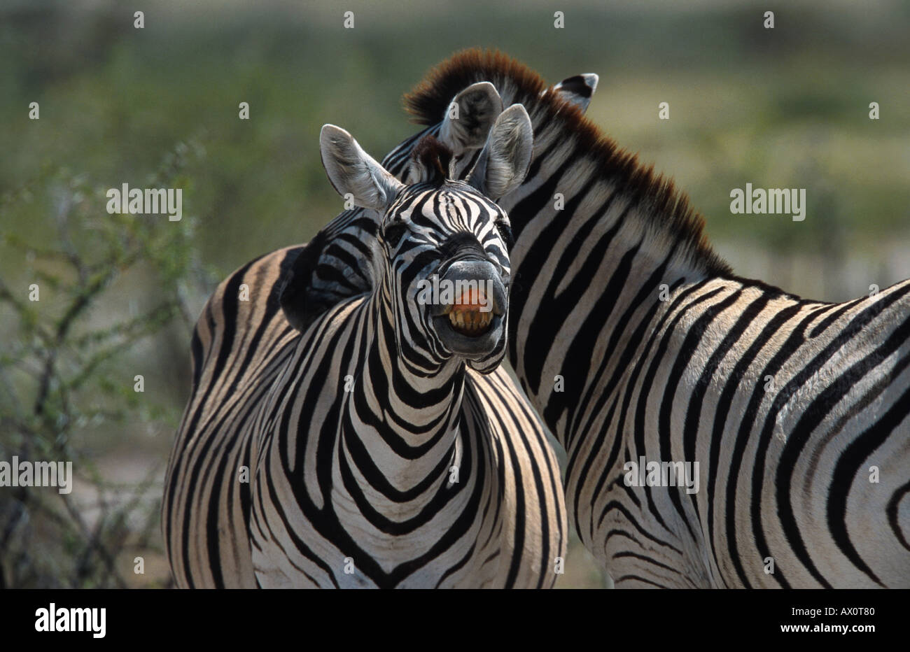 Mutual grooming behaviour hi-res stock photography and images - Alamy
