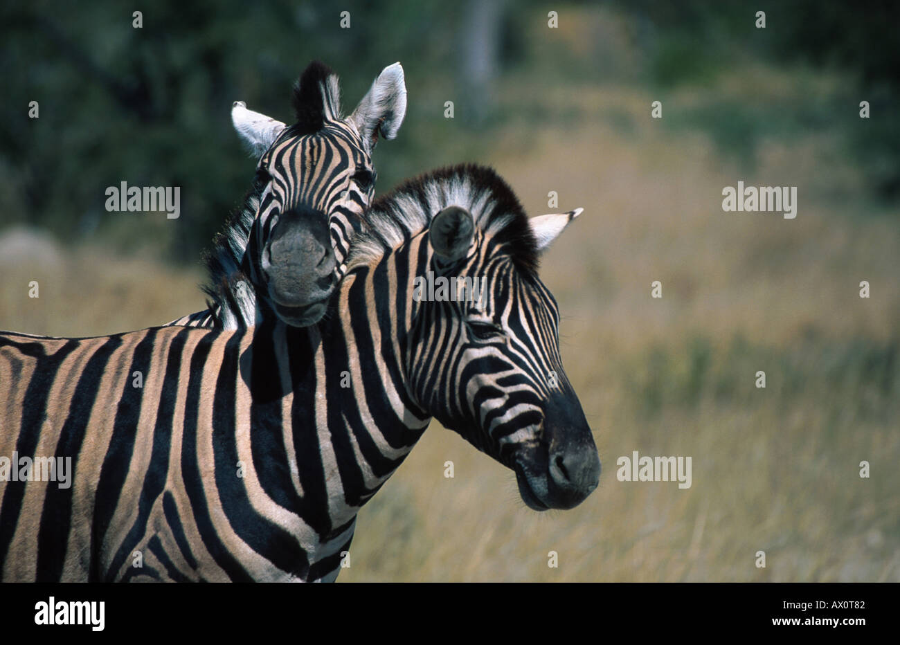 Baby zebra grooming hi-res stock photography and images - Alamy