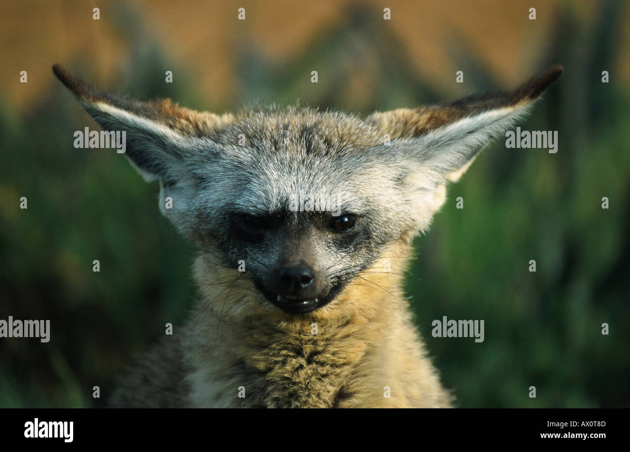 bat-eared fox (Otocyon megalotis), portrait, Namibia Stock Photo - Alamy
