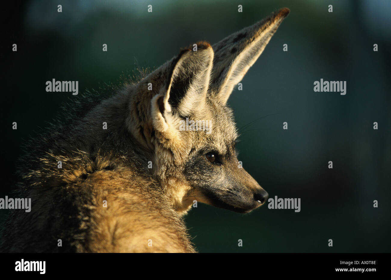 bat-eared fox (Otocyon megalotis), portrait, Namibia Stock Photo - Alamy
