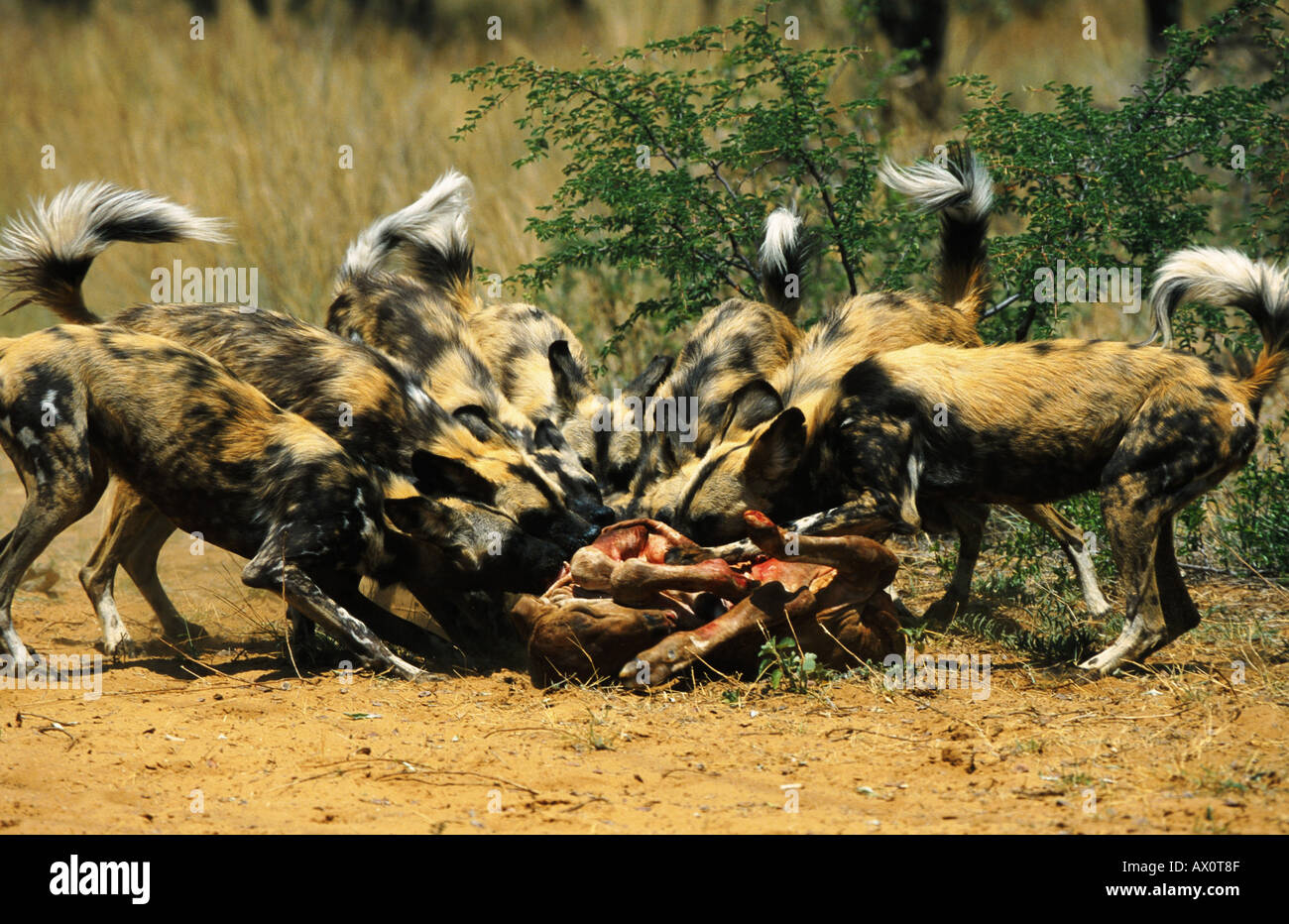 African wild dog (Lycaon pictus), lacerating a carcass, Namibia Stock ...