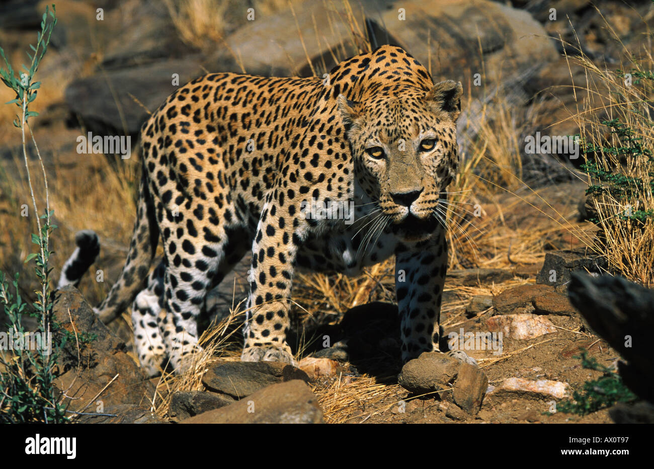 leopard (Panthera pardus), prowling, Namibia Stock Photo - Alamy
