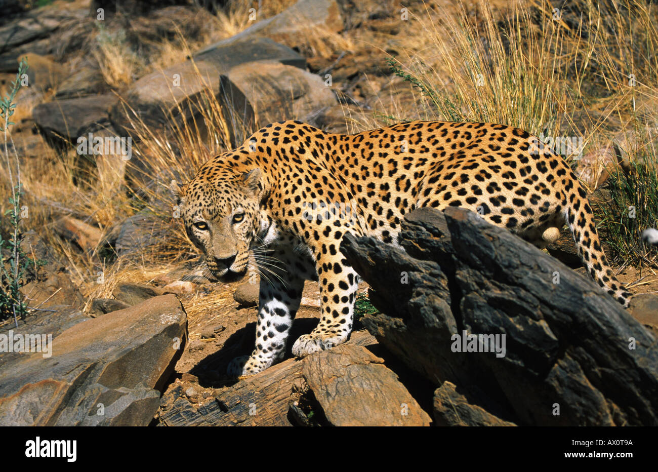 leopard (Panthera pardus), on rock, Namibia Stock Photo - Alamy